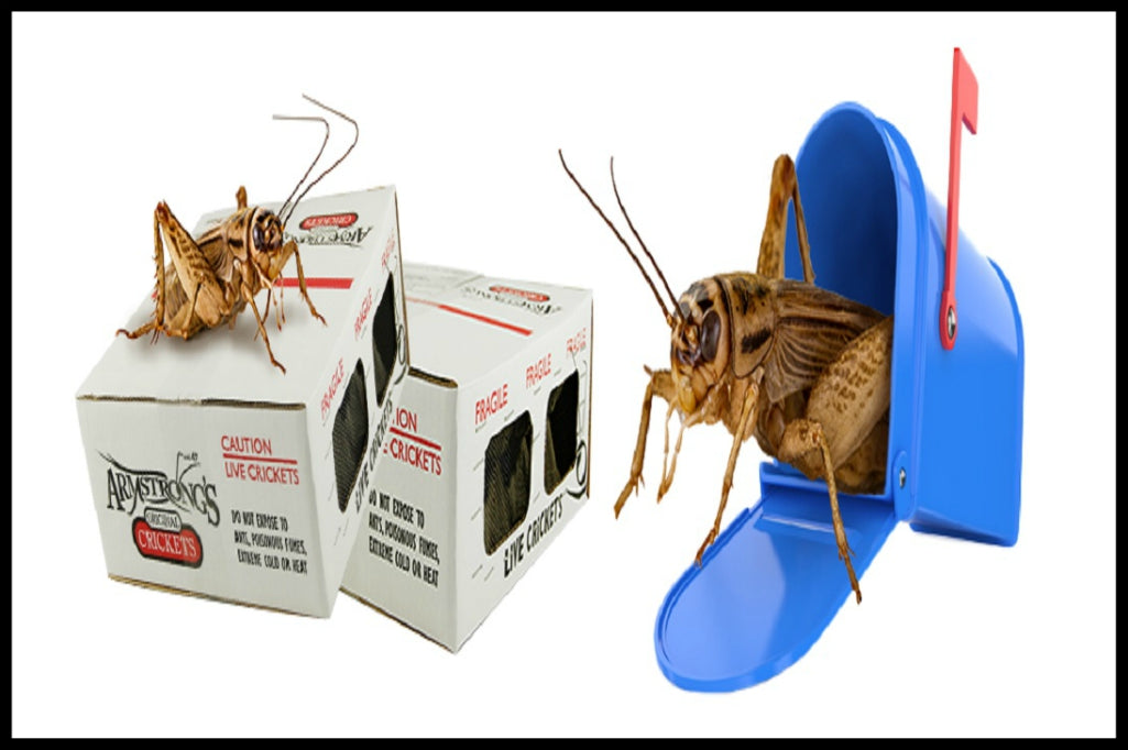 Shipping and Live delivery guarantee info – Armstrong Crickets Georgia